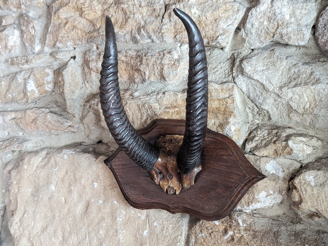 Taxidermy Unusual African Northern Gerenuk Horns on Cut Skull Cap ...