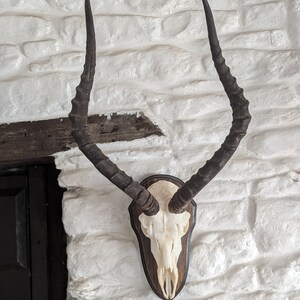 Taxidermy Large Impala Horns and Upper Skull With Teeth. Mounted on ...