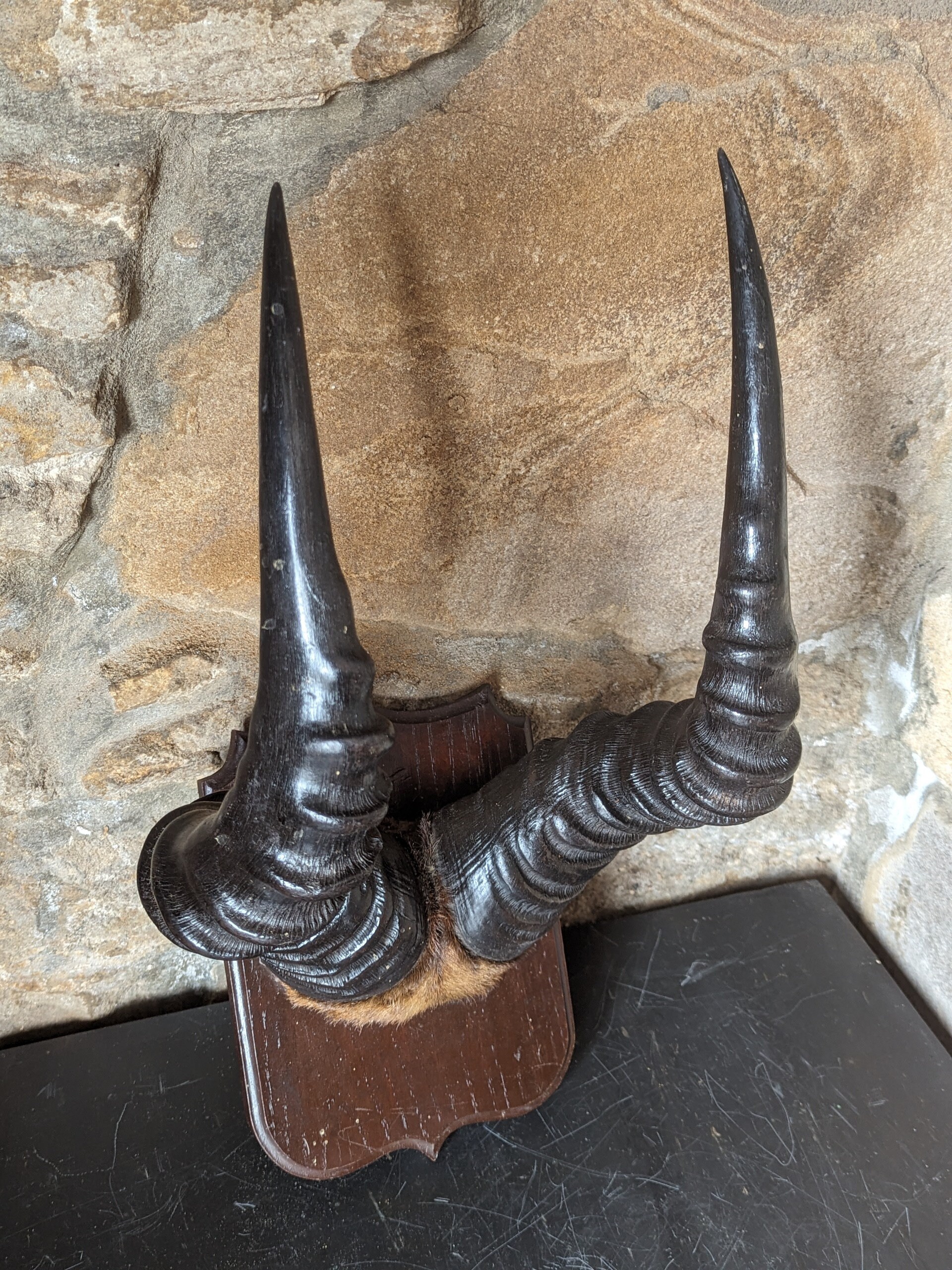 Taxidermy Unusual African Western Hartebeest Horns on Hide Boss Cap ...