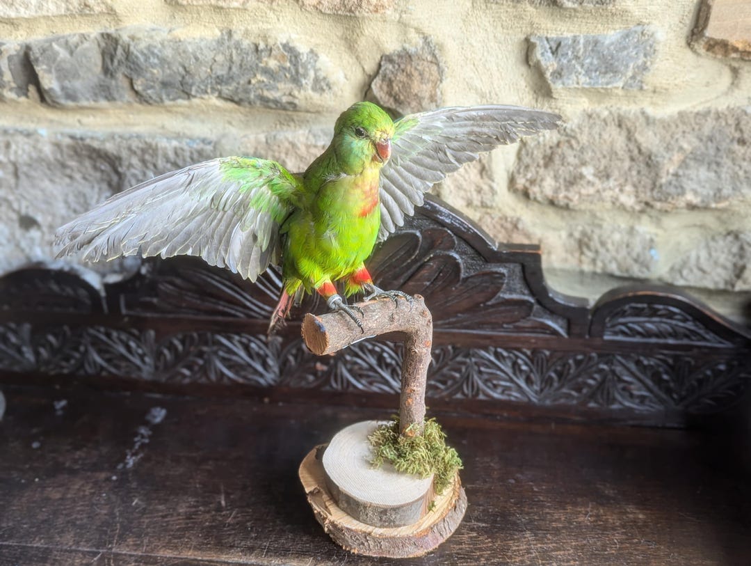 A Wonderfully Colourful Taxidermy Parakeet Bird, Perched on Short Tree ...
