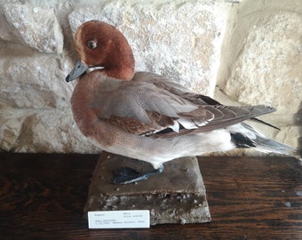 Hen Widgeon Mount