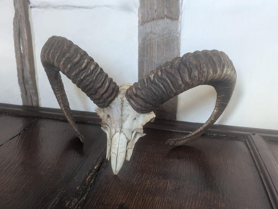 Taxidermy European Mouflon ancient Wild Sheep Horns and Skull. Free ...