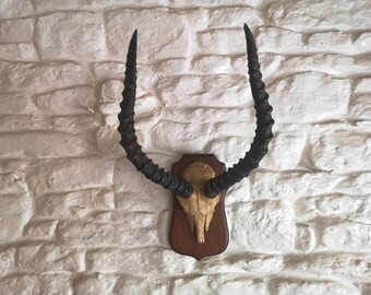 Taxidermy Wall Shield - Etsy