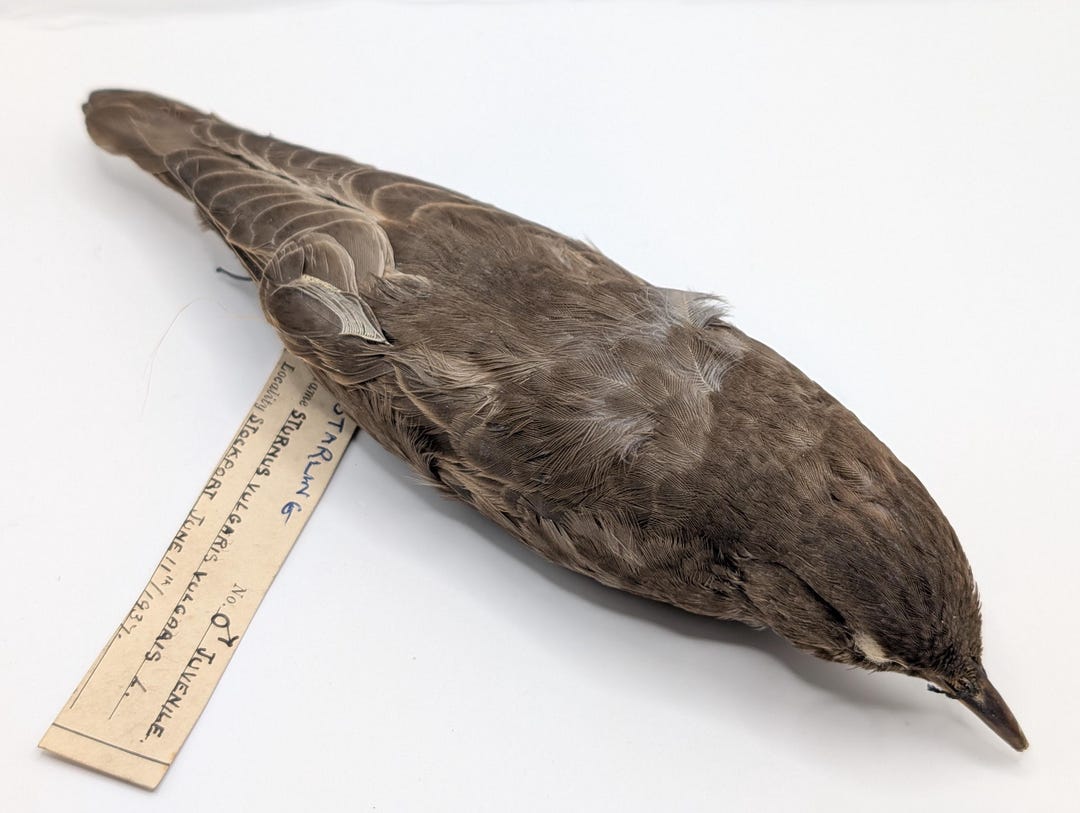Taxidermy Bird Study Skin. Starling (male Juvenile) Antique 1937 ...