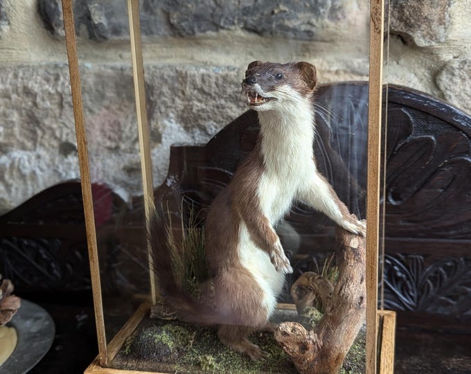 A Wonderful Vintage Taxidermy Stoat. Stood Against a Log in Natural Decor Display. in a Five ...