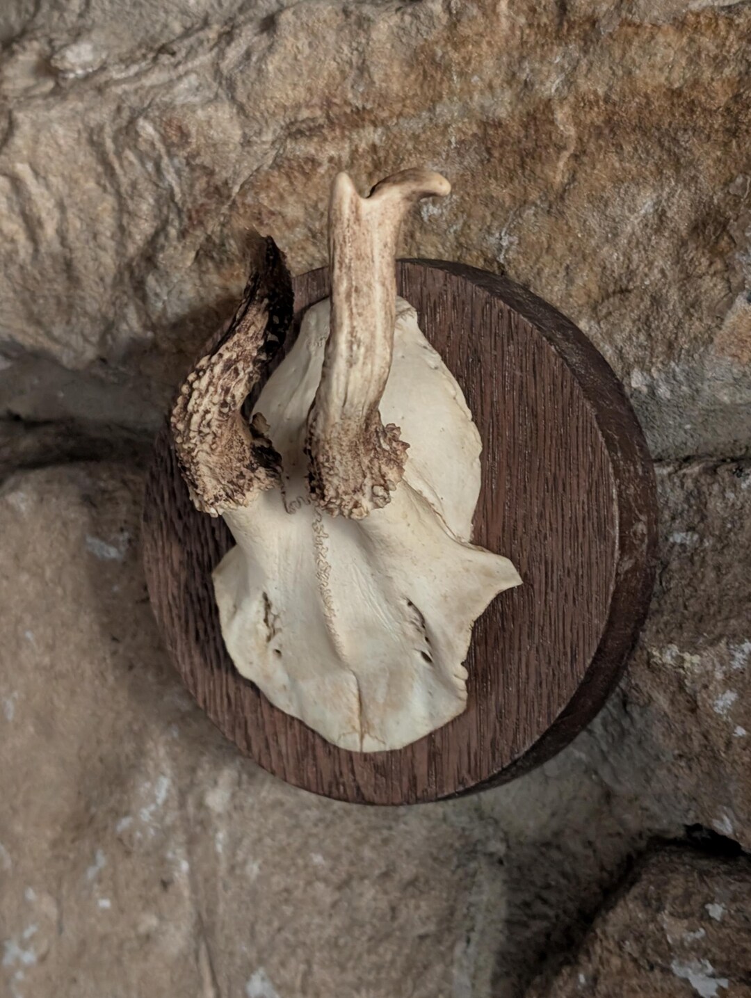 Vintage Taxidermy Roe Deer Skull & Antlers. Unusual 6 Pointers. on a ...