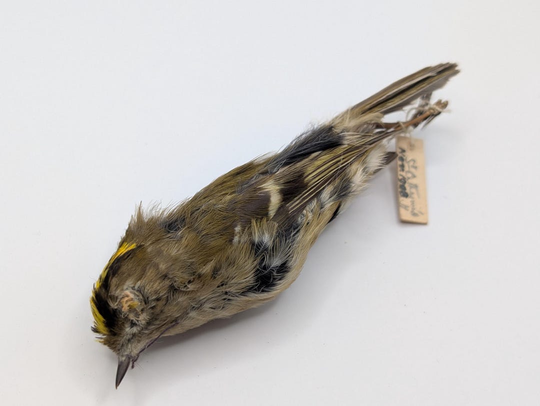Taxidermy Bird Study Skin. Goldcrest. Antique 1908, British. 10cm ...
