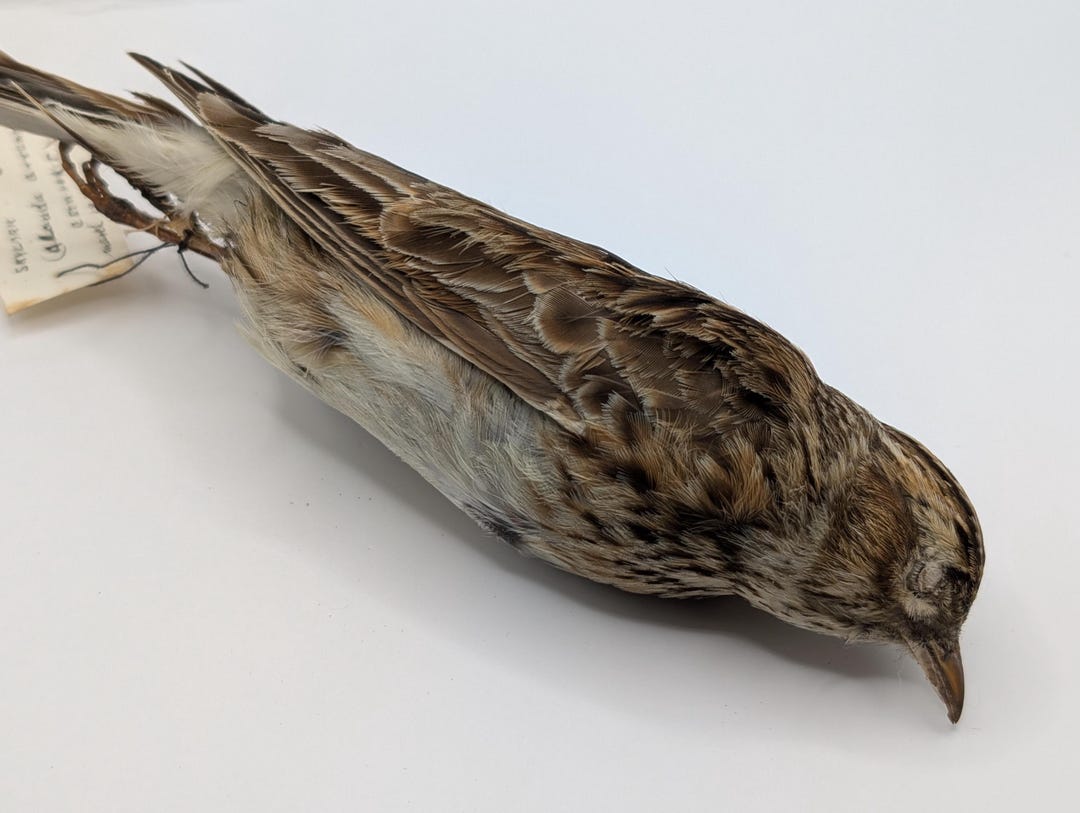 Taxidermy Bird Study Skin. Skylark (male), 1915. Battle, East Sussex ...