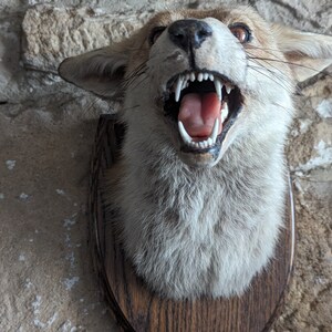 A Fantastic Vintage Taxidermy Red Fox Head Mount With Hanging Tail. in ...