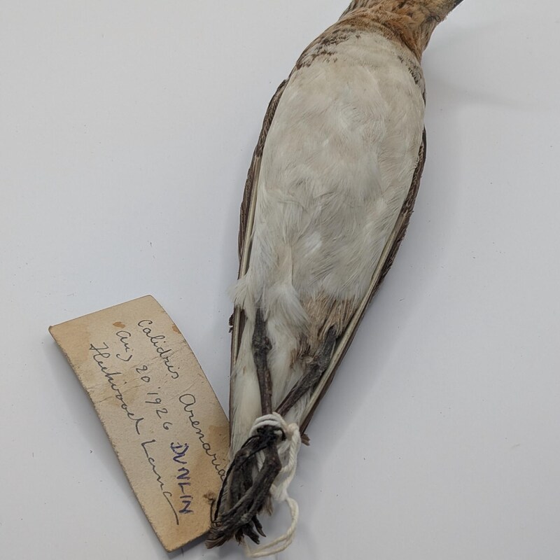 Taxidermy Birds - Etsy