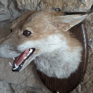 A Fantastic Vintage Taxidermy Red Fox Head Mount With Hanging Tail. in ...