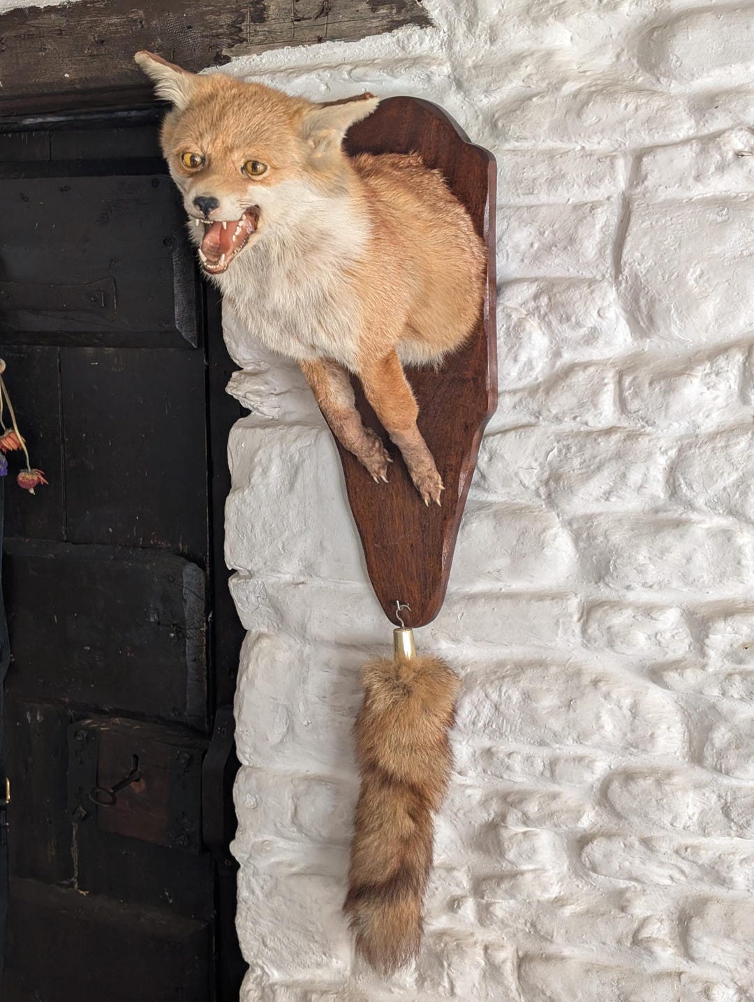 A Beautiful Vintage Taxidermy Red Fox Head & Upper Body Mount + Hanging ...