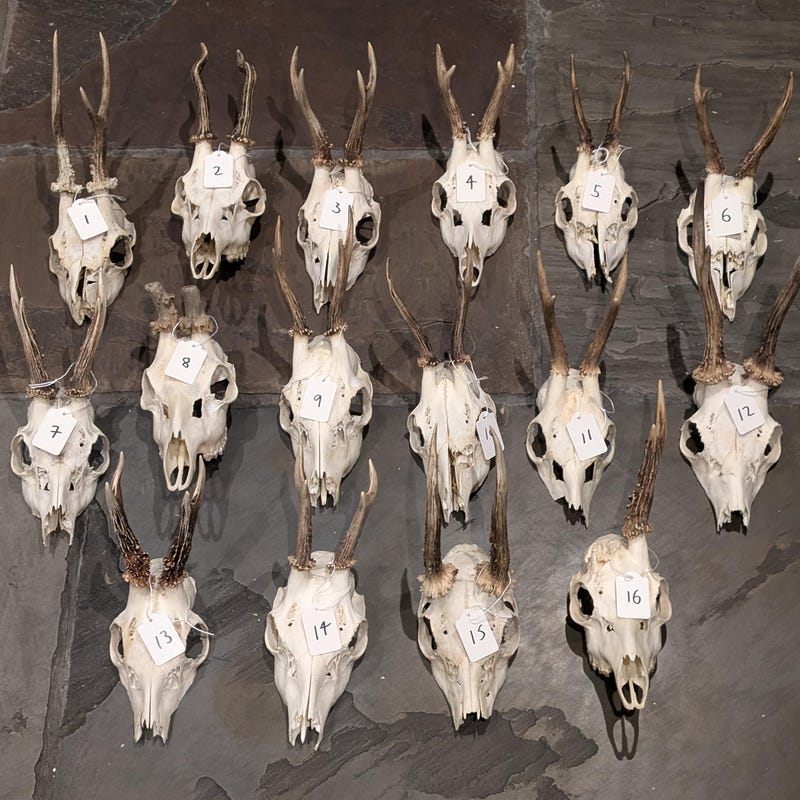 Deer Skull Antlers - Etsy