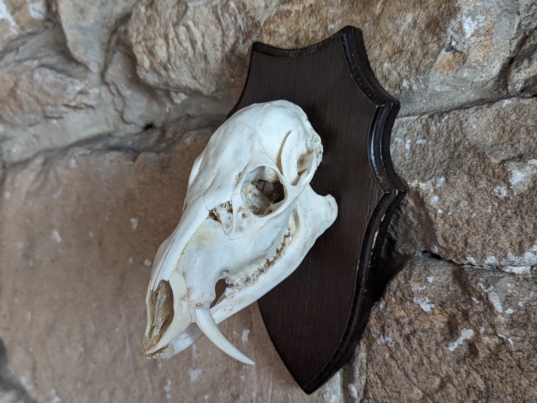 Vintage Taxidermy Water Deer Skull With Large Fangs, Mounted on a Dark ...