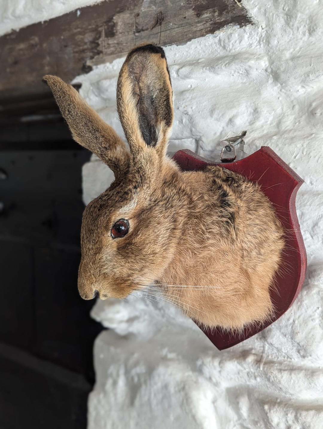 A Beautiful Taxidermy European Hare Head Mount. Mounted on a Dark ...