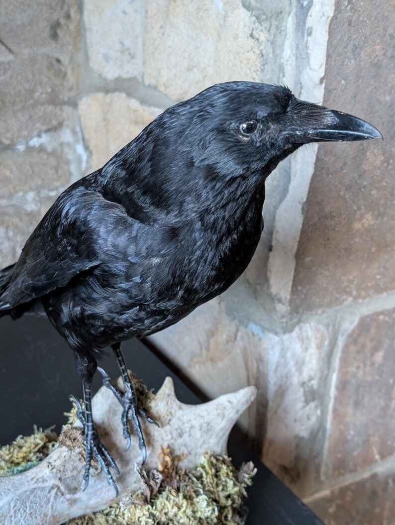 A Stunning Taxidermy Carrion Crow. Full Mount on Fallow Deer Antler on ...
