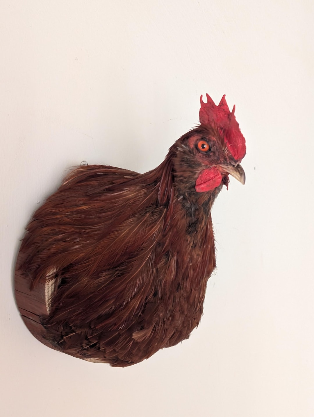 A Taxidermy Chicken Hen Bird. Vintage Beautifully Coloured Head Mount ...
