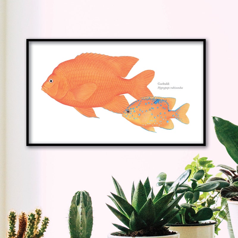 Garibaldi Fish - Etsy