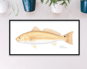 Redfish Print Fish Print Coastal Decor Fish Art Ocean - Etsy