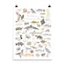 18x24 Wildlife of the Chesapeake Bay Poster; Chesapeake Bay Poster ...