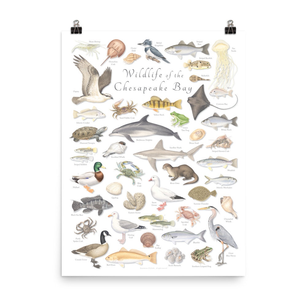 18x24 Wildlife of the Chesapeake Bay Poster; Chesapeake Bay Poster ...
