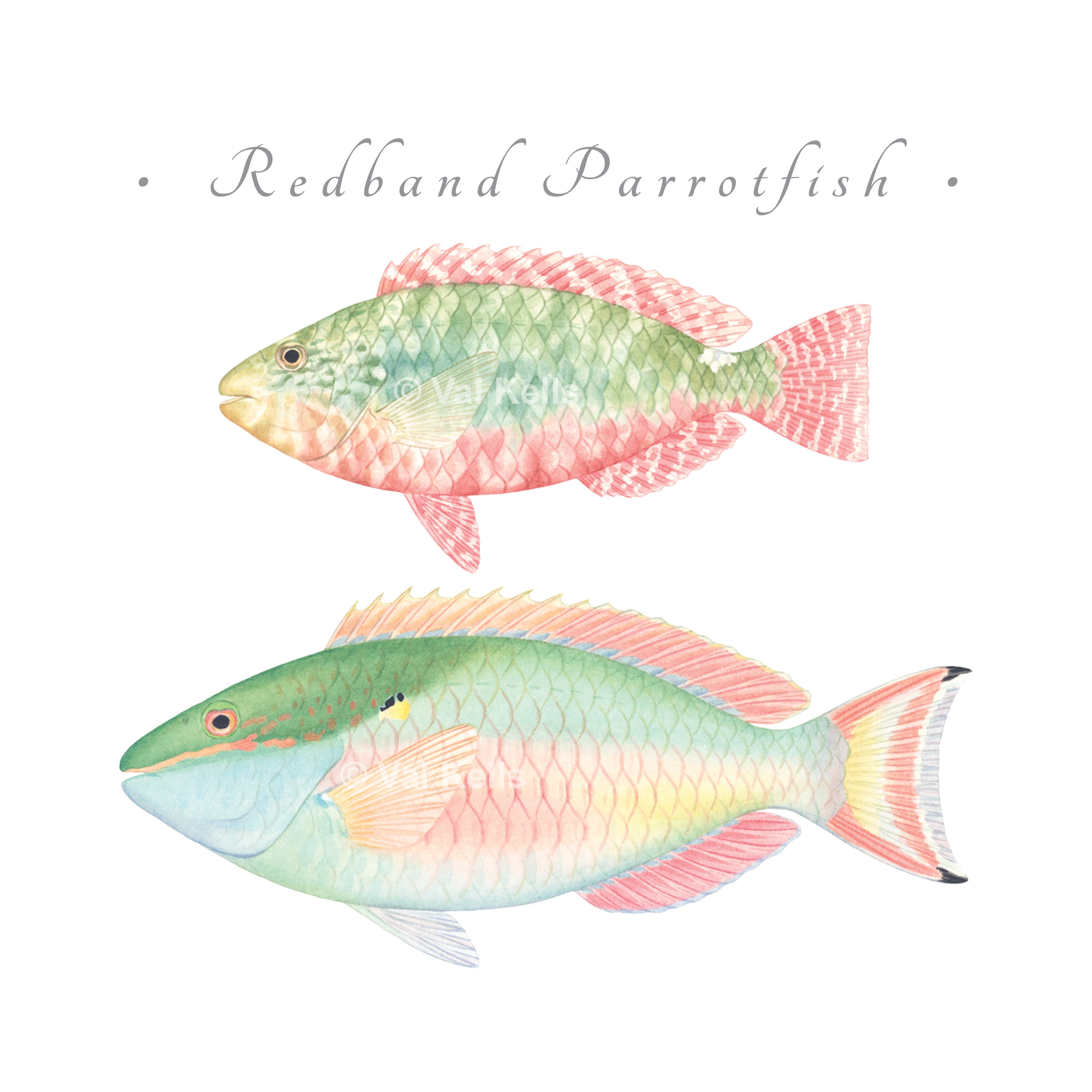 Parrotfishes Giclee Prints; Blue Parrotifsh, Redband Parrotfish ...