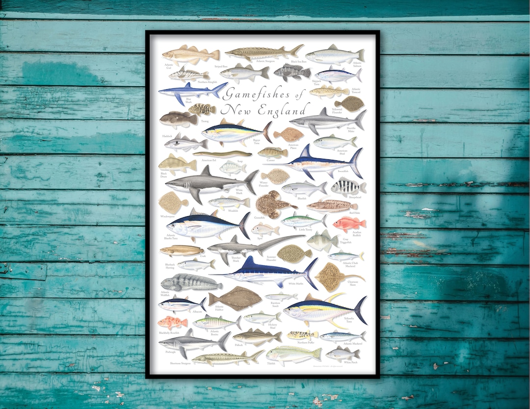 24x36 Gamefishes of New England Poster; New England Gamefish Poster ...