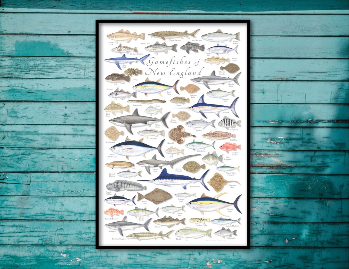 24x36 Gamefishes of New England Poster New England Gamefish Poster, New ...