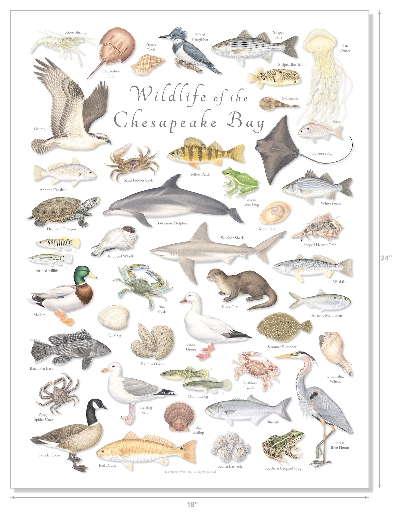 18x24 Wildlife of the Chesapeake Bay Poster Chesapeake Bay - Etsy