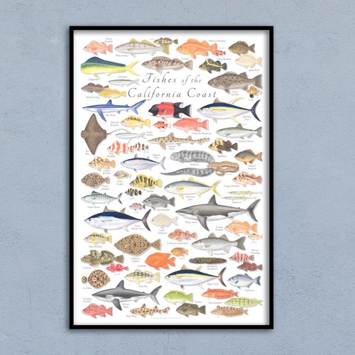 24x36 Fishes of the California Coast Poster California Fish - Etsy