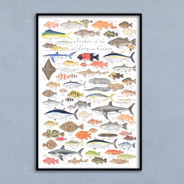Fish Poster - Etsy