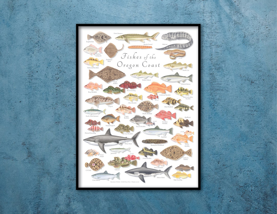 18x24 Fishes of the Oregon Coast Poster; Fishes of Oregon Poster ...