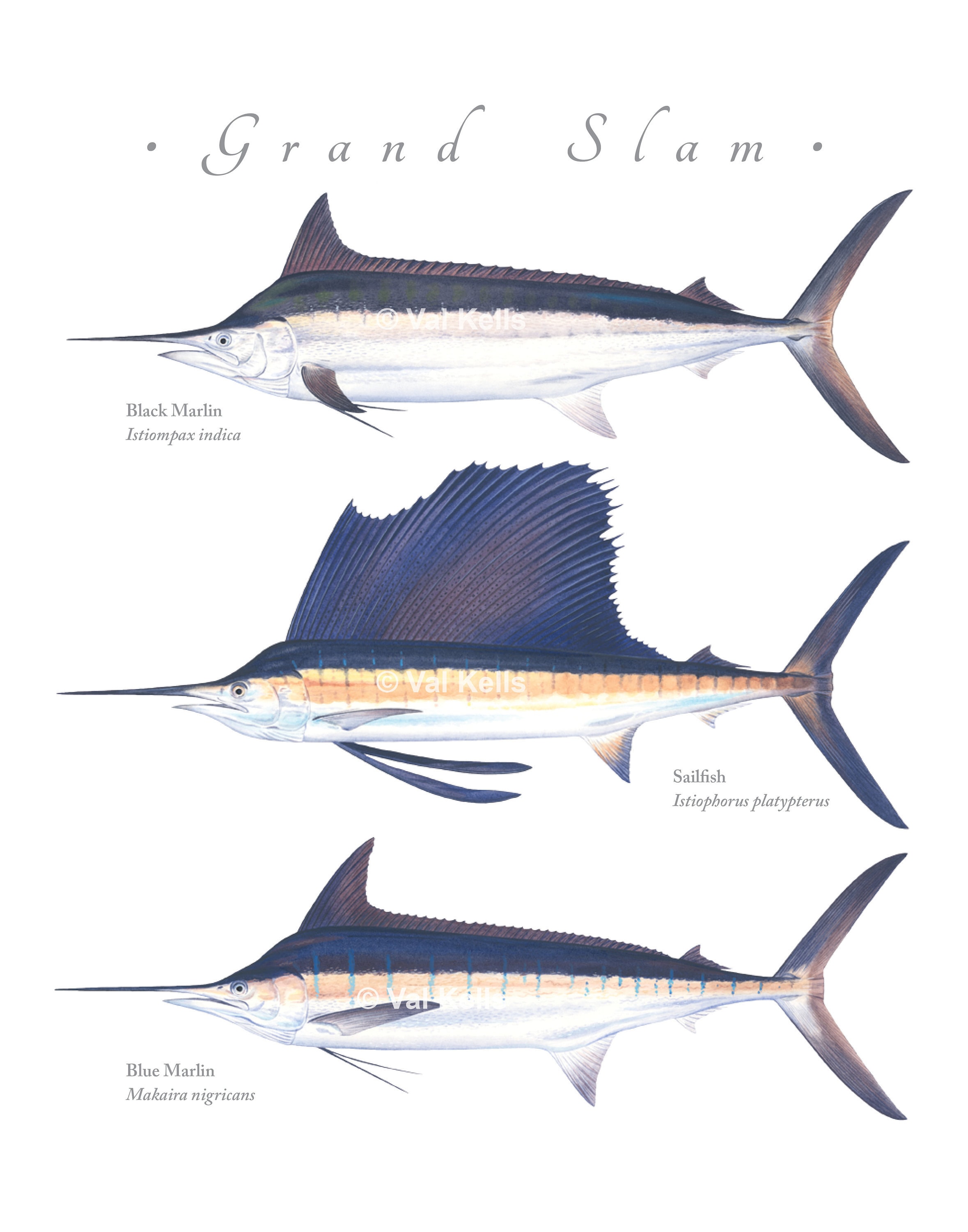Black Marlin, Sailfish, Blue Marlin Grand Slam Giclee Print Black ...