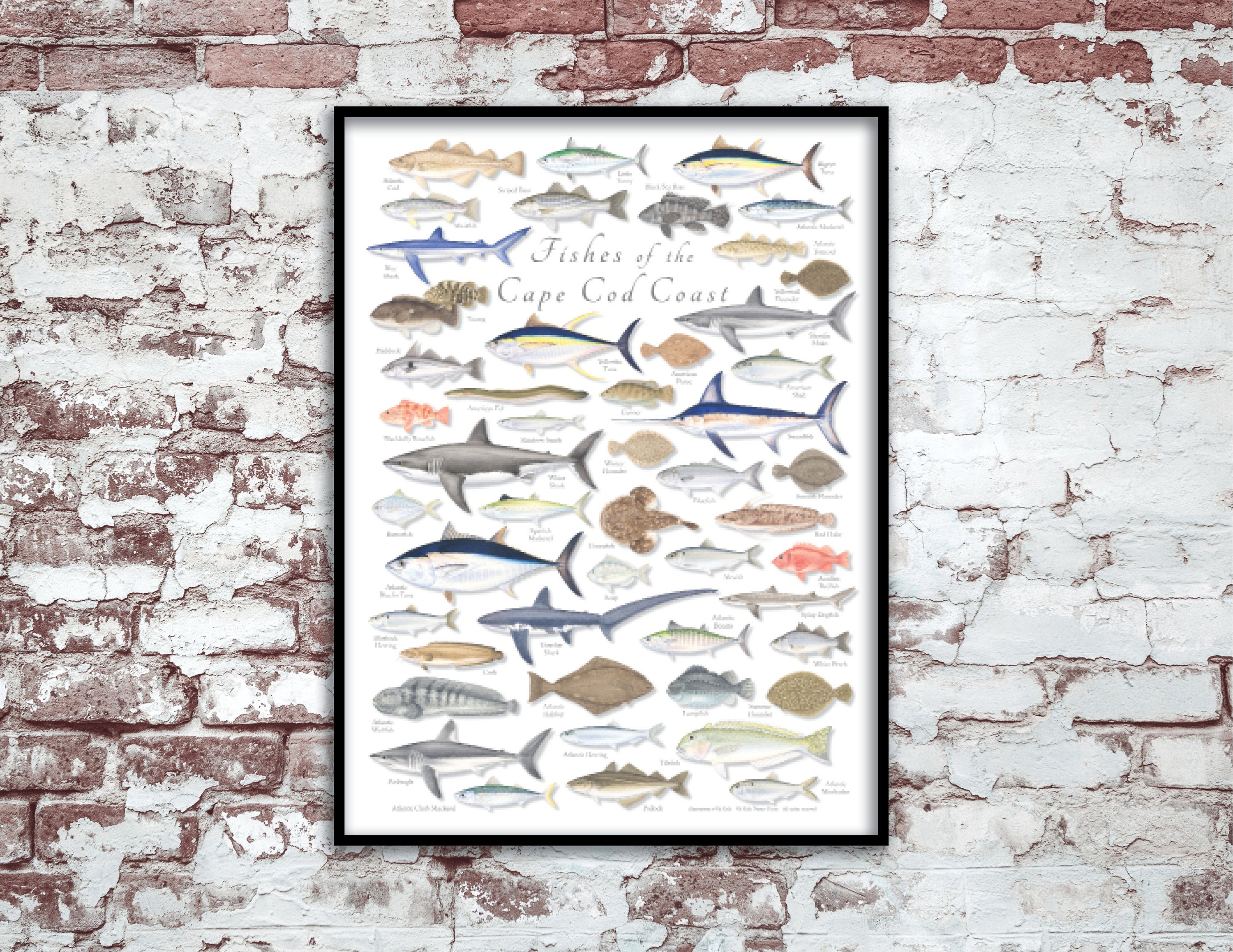 18x24 Fishes of the Cape Cod Coast Poster Cape Cod Fish Poster Cape Cod ...
