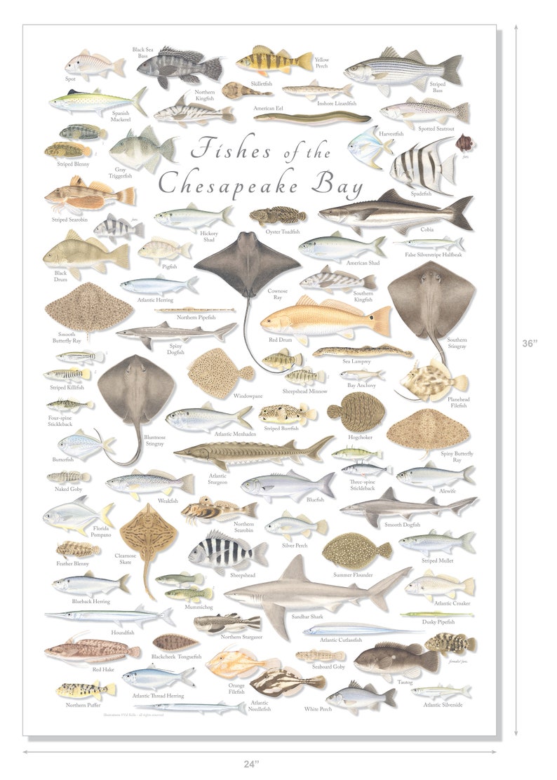 24x36 Fishes of Chesapeake Bay Poster, Chesapeake Fish Poster, Virginia ...