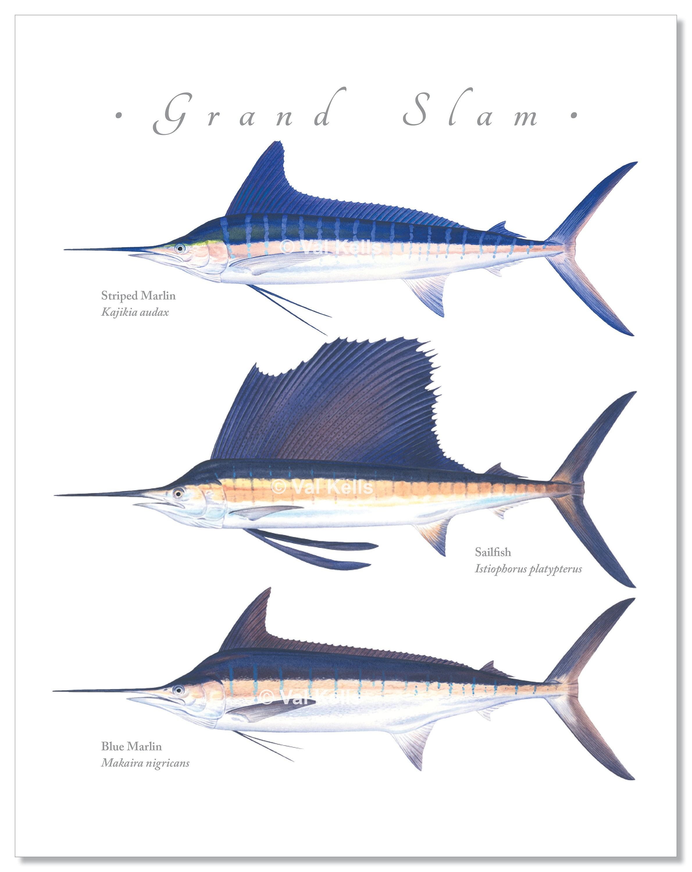Striped Marlin Sailfish Blue Marlin Grand Slam Giclee Print - Etsy