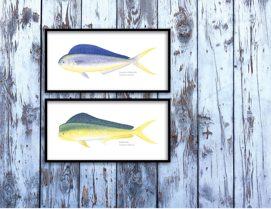 Pompano Fish And Mahi Fish