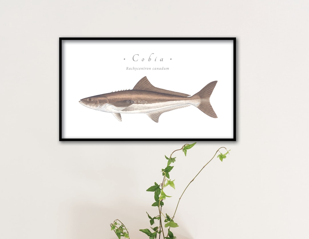 Cobia Giclee Print; Cobia Giclee, Ling Giclee, Black Kingfish Giclee ...