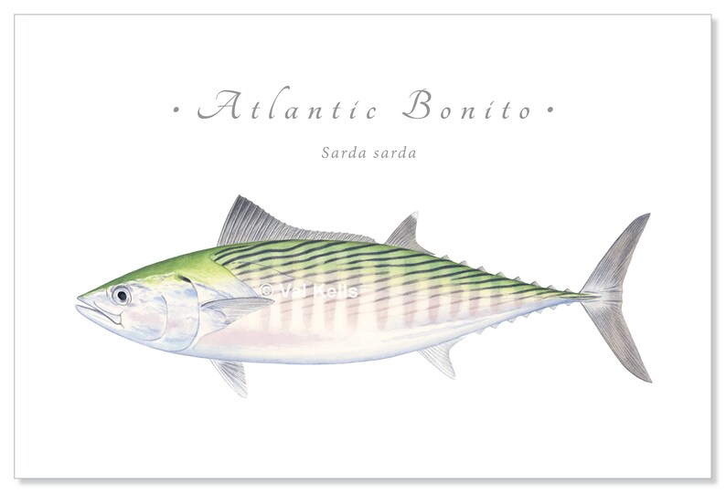Skipjack & Bonito Giclee Prints Atlantic Bonito Skipjack - Etsy