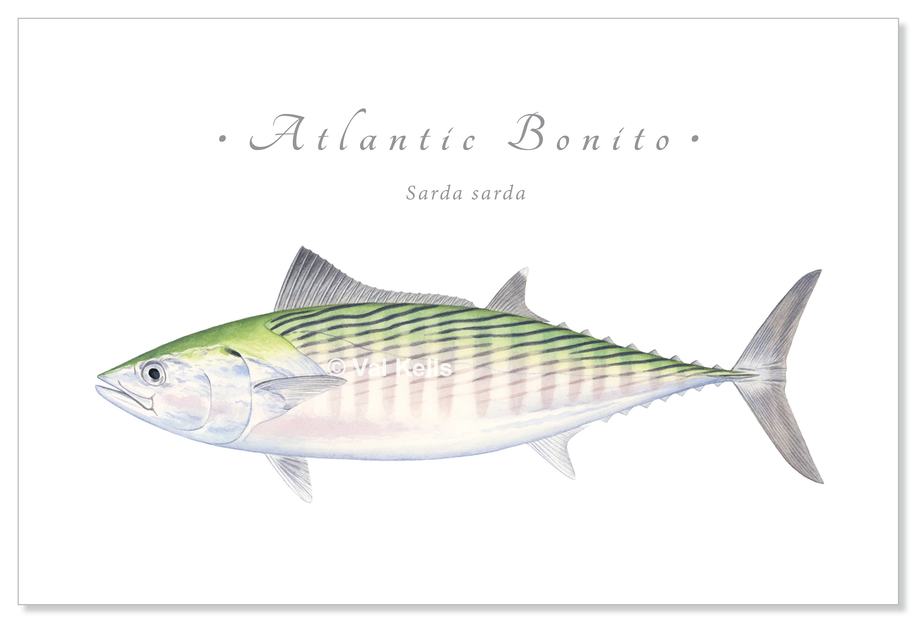 Skipjack & Bonito Giclee Prints Atlantic Bonito Skipjack - Etsy
