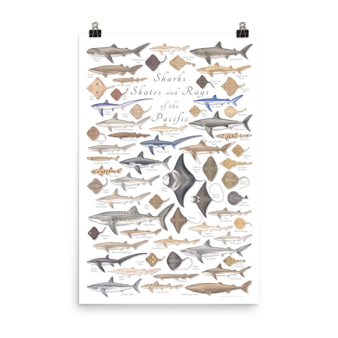 24x36 Sharks Skates and Rays of the Pacific Poster Pacific | Etsy