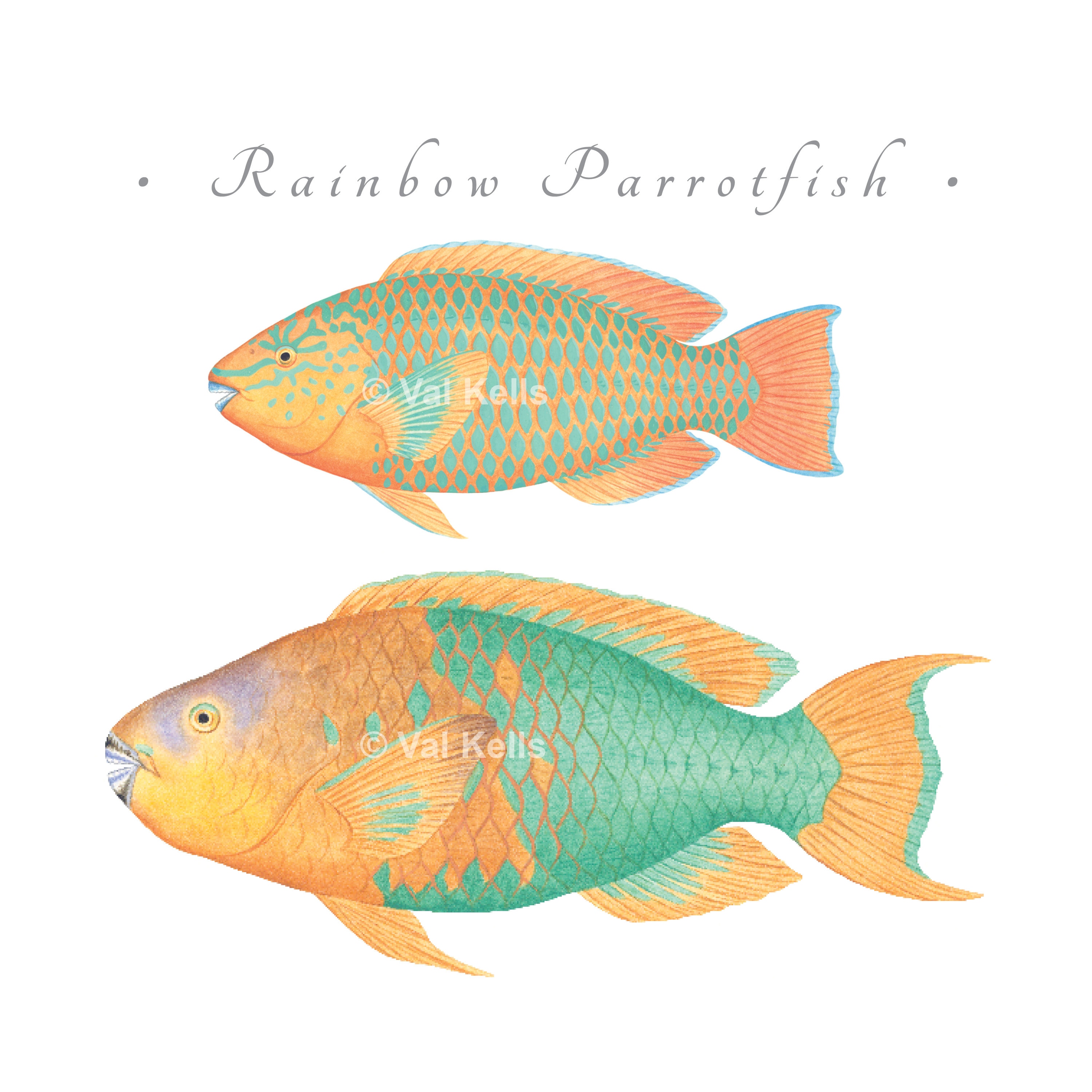 Parrotfishes Giclee Prints; Blue Parrotifsh, Redband Parrotfish ...