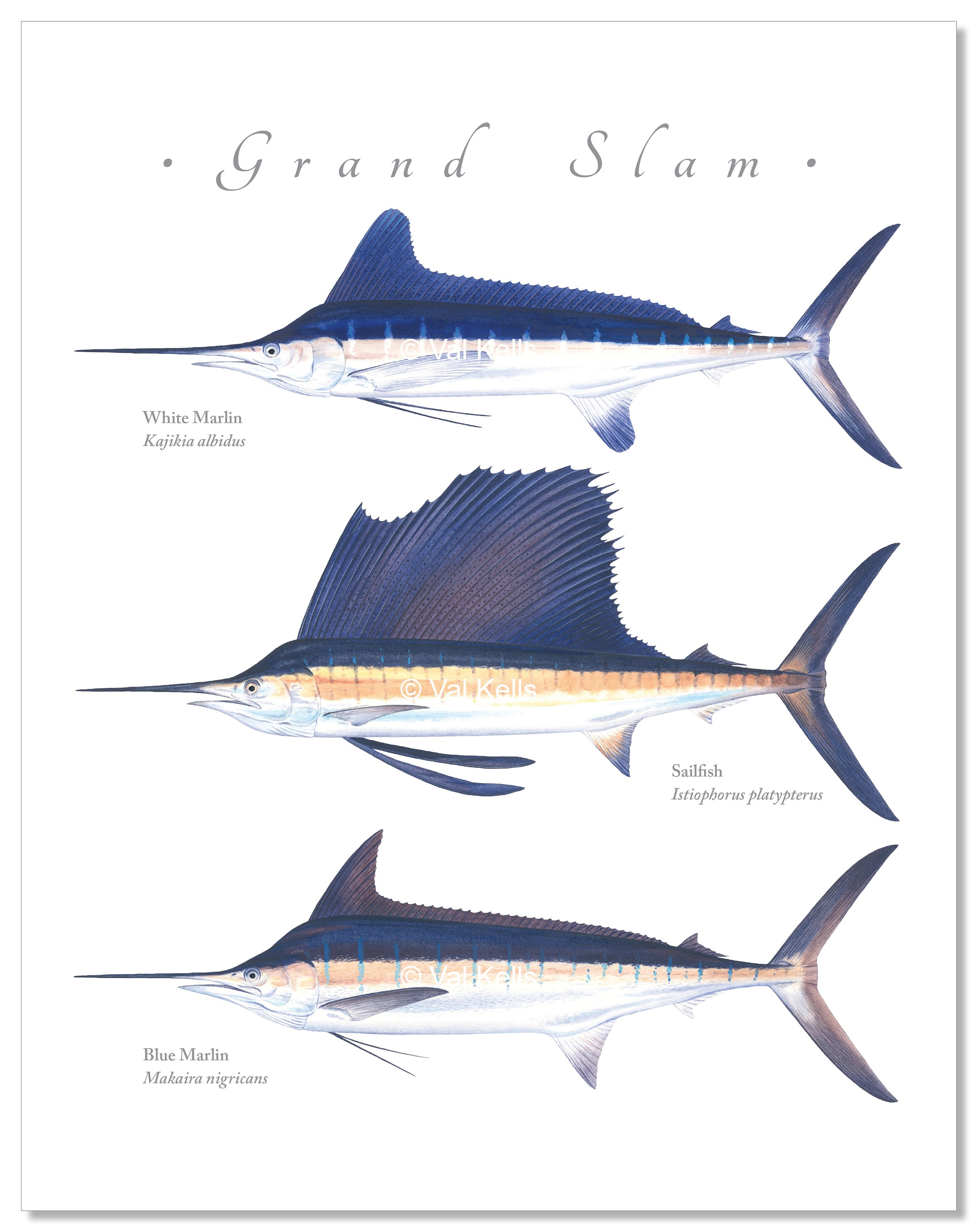 White Marlin Vs Blue Marlin