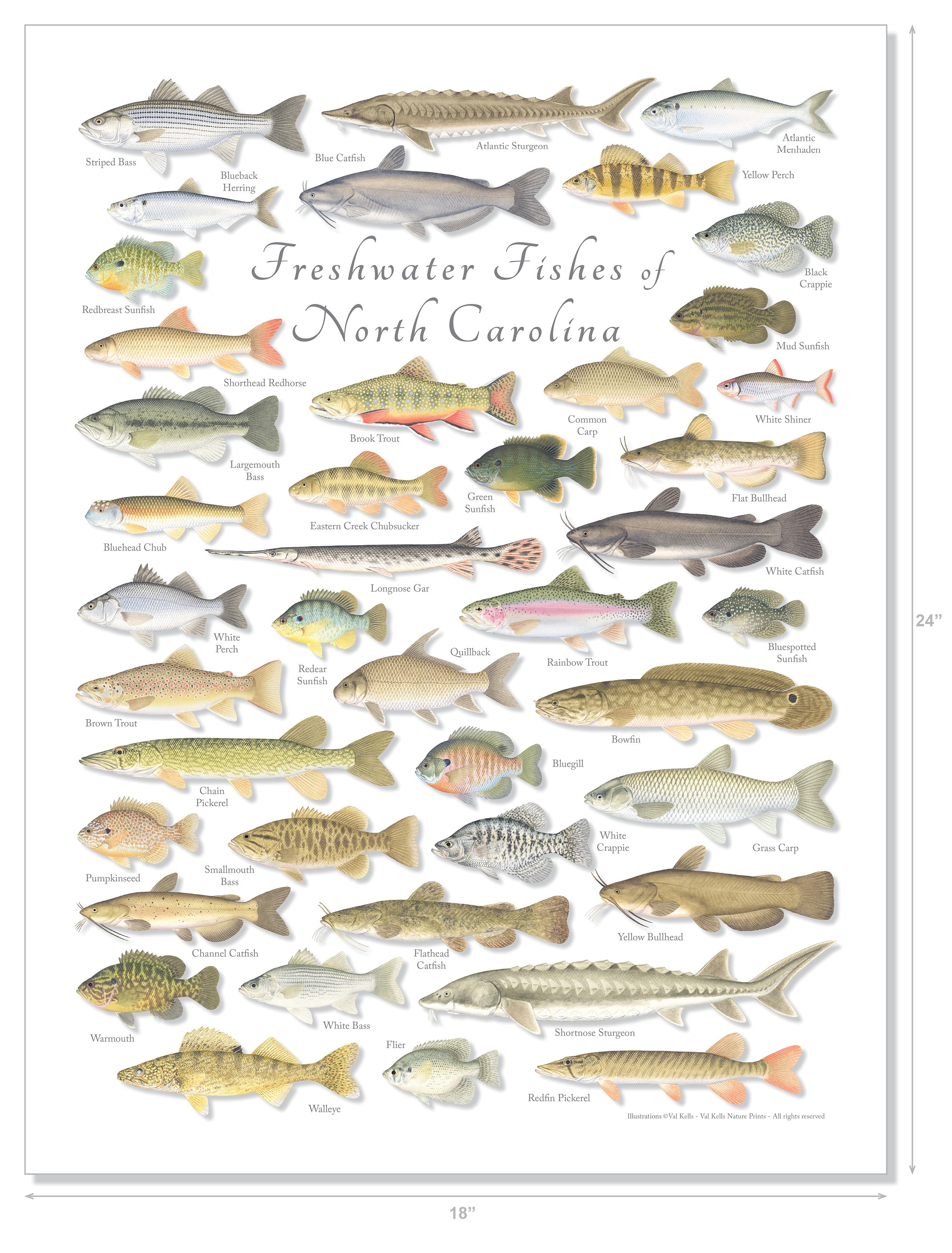 North American Freshwater Fish Species