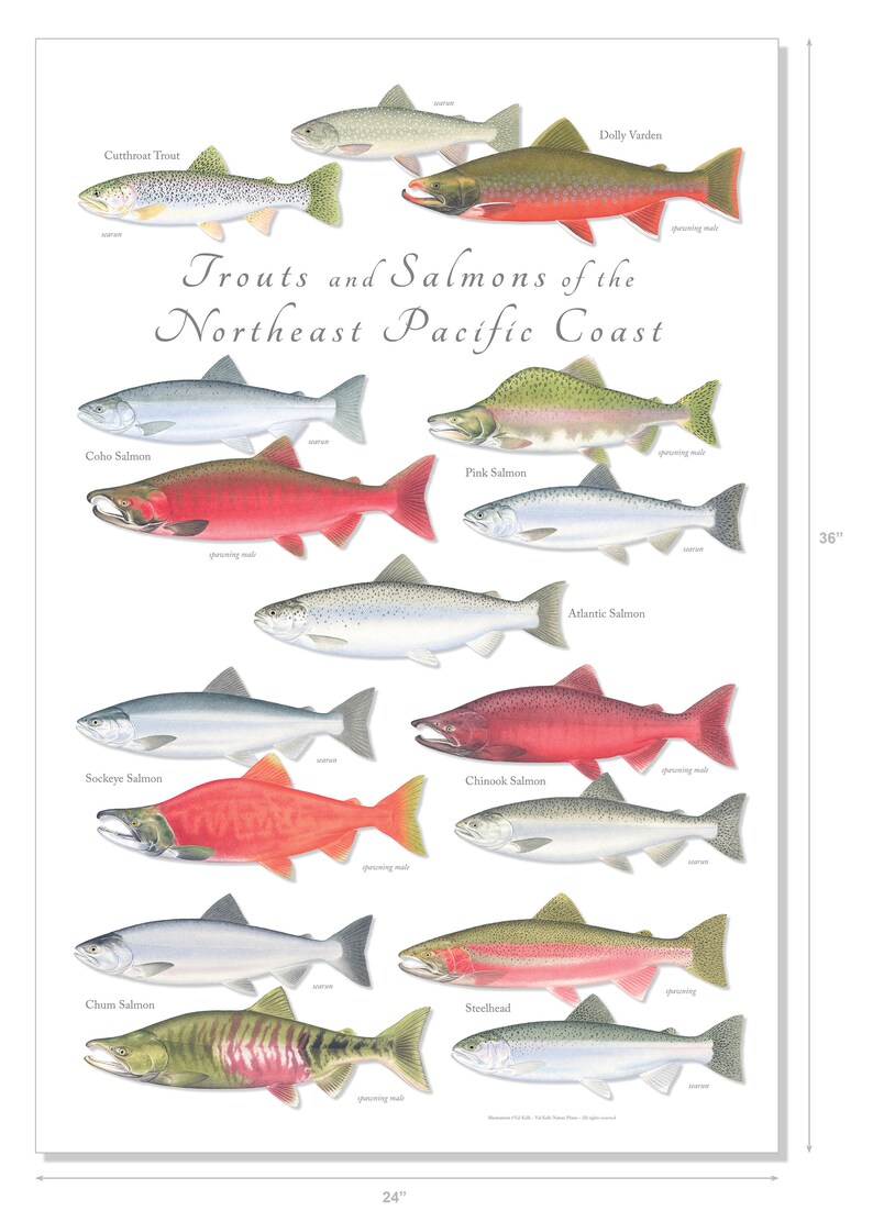 24x36 Trouts and Salmons of the Northeast Pacific Coast Poster Trout ...