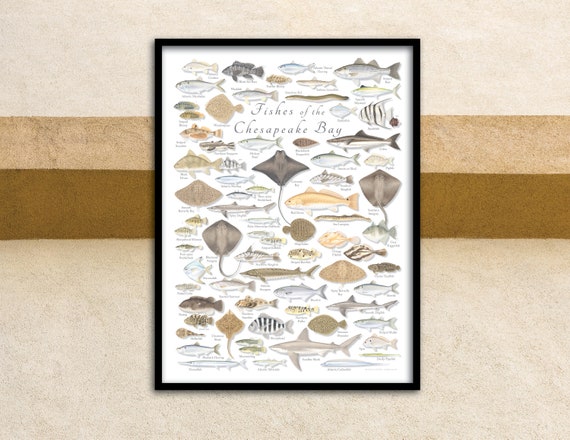 18x24 Fishes of the Chesapeake Bay Poster Chesapeake Bay - Etsy