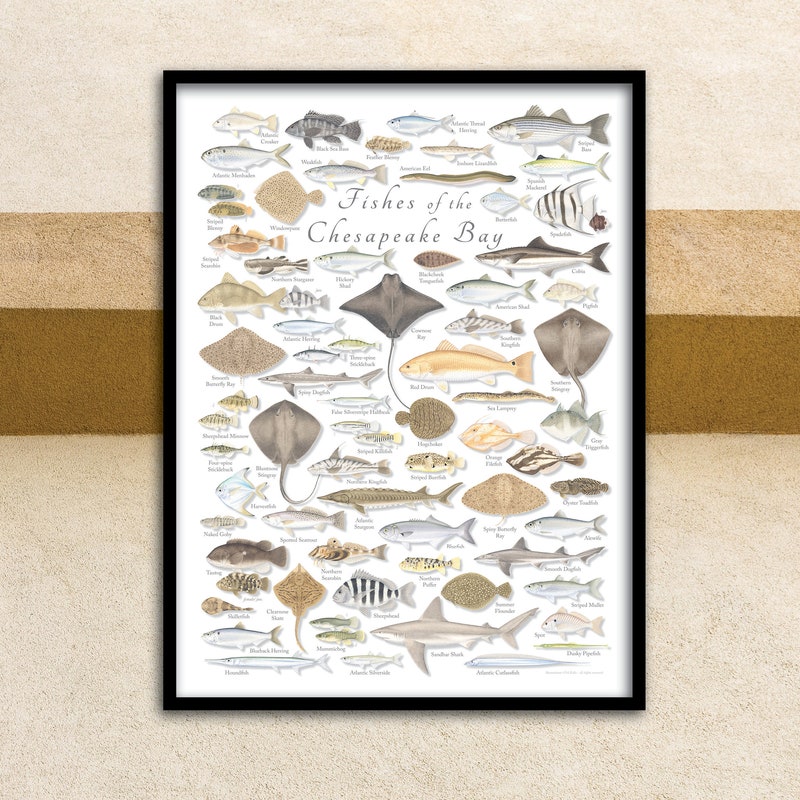 Tropical Fish Bay - Etsy