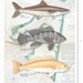 18x24 Cobia, Seabass, Red Drum With Vintage Cape Fear NOAA Chart Bald ...