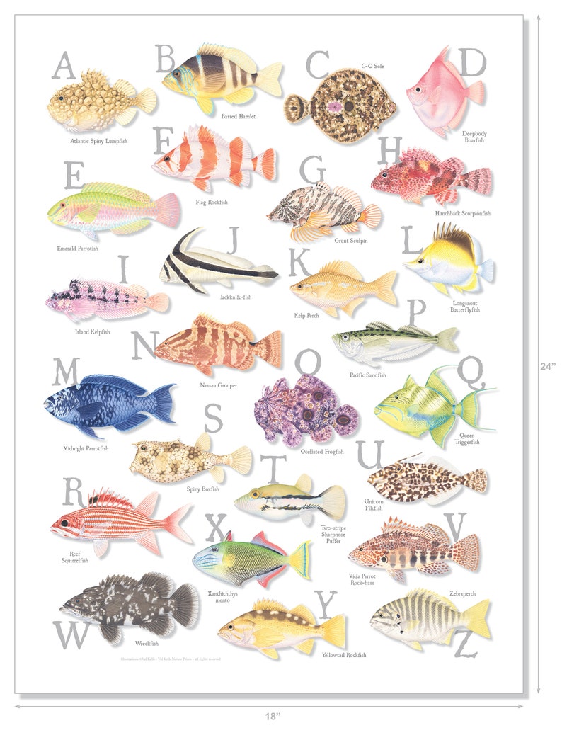 18x24 Fish Alphabet Poster Fun Alphabet Poster Super Colorful Fish ...