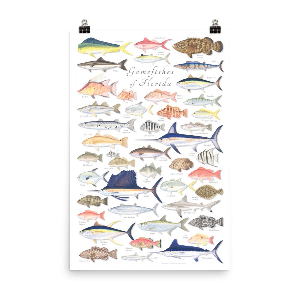 24x36 Gamefishes of Florida Poster Florida Gamefishes Poster Florida ...